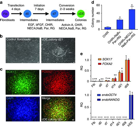Conversion Of Human Fibroblasts Into Definitive Endodermal Progenitor