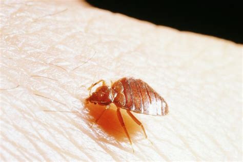 What Attracts Bedbugs To Human Environments