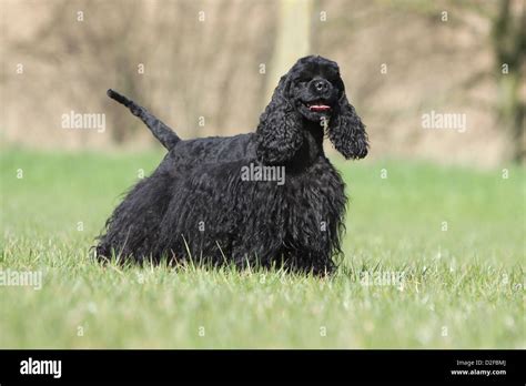 Dog American Cocker Spaniel Adult Black Standing In A Meadow Stock