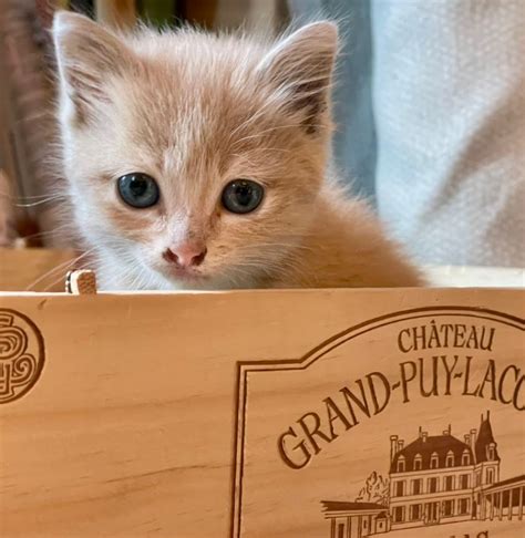 June So Soon Chateau De Cezerac