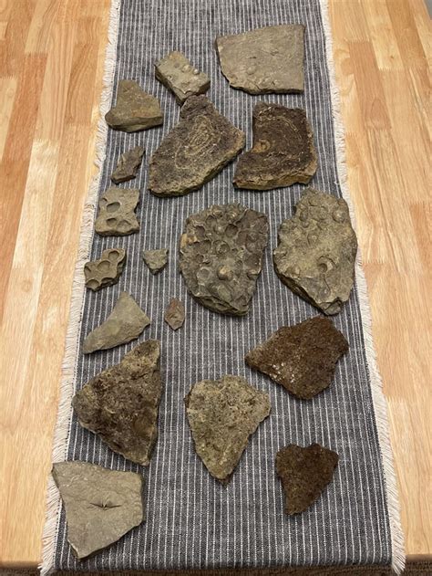 I Found This Straight Shelled Nautiloid Cephalopod With Calcite And