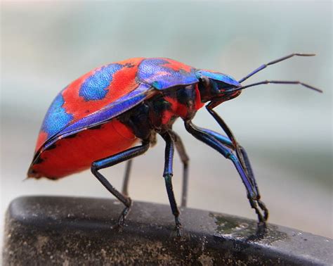 Royalty Free Photo Red And Purple Bug In Macro Photography Pickpik
