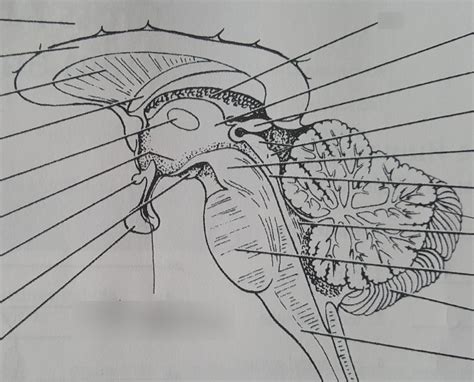 Brain Stem And Diencephalon Diagram Quizlet