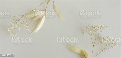 말린 흰색 Gypsophila 꽃과 흰색 유칼립투스 잎 프레임은 베이지 색 배경 선택적 초점 배너에 닫습니다 공간을 복사합니다