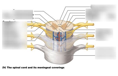 Spinal Cord Pt 2 Diagram Quizlet