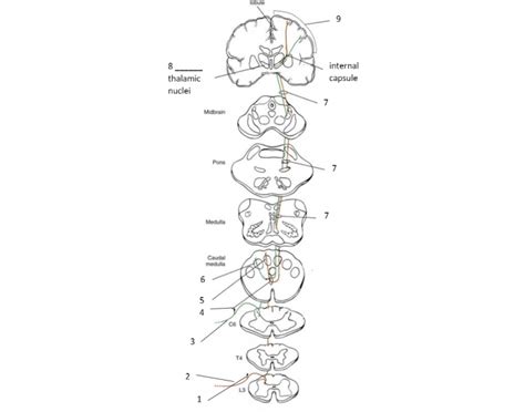 Autopsy Brain Labeling Midsagittal View — Printable Worksheet