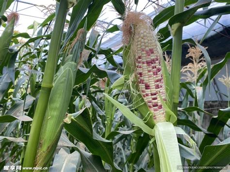 彩糯玉米设计图蔬菜生物世界设计图库昵图网