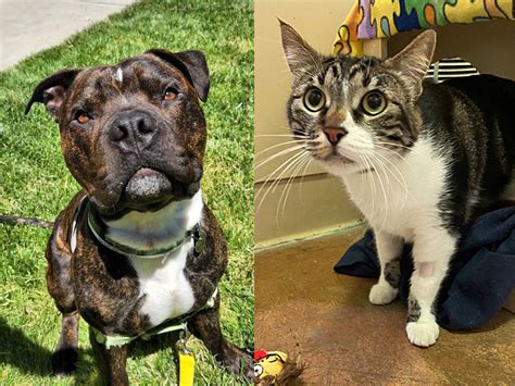 Your New BFF Is Waiting For You At ARF