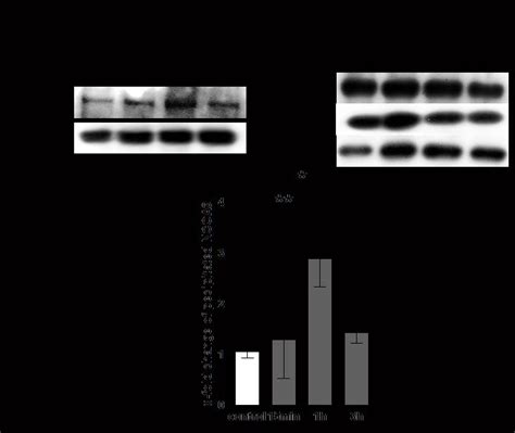 Co Immunoprecipitation Shows That Ncoa3 Interacts Directly With Smad3