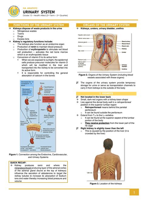 SOLUTION Anatomy And Physiology Urinary System Studypool