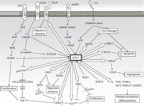 Figure 1 From Genotype Phenotype Correlations In Cutaneous Melanoma
