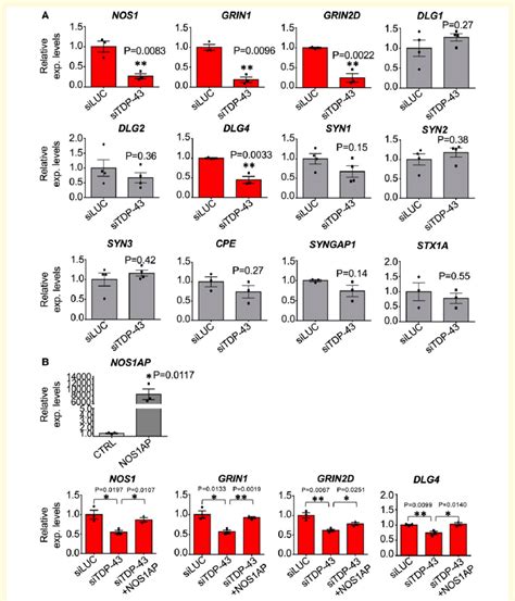 Contribution Of Tdp 43 Mediated Nos1ap Depletion In Regulating The Nmda Download Scientific