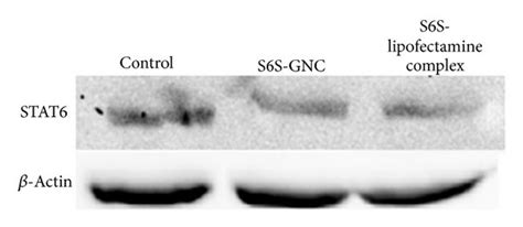 Measurement Of Stat6 Protein Expression By Western Blot The Effect Of Download Scientific