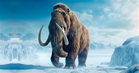 Woolly Mammoth Revival 2024 Video Abbey Annetta