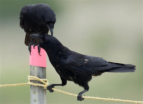 Life Cycle Of A Crow