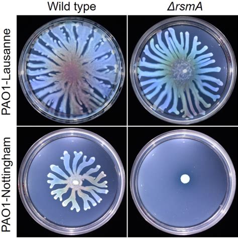 Toxr 是一种 C Di Gmp 结合蛋白，可调节铜绿假单胞菌的表面相关行为npj Biofilms And Microbiomes