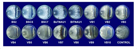 Suppression Of Mycelial Growth Of Sclerotinia Sclerotiorum By Strains