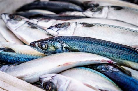 Inilah Perbedaan Ikan Makarel Dan Ikan Sarden Bobo