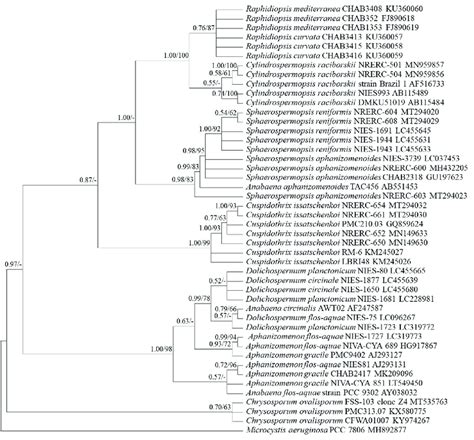Consensus Bayesian Tree Based On Aligned 1006 Bp Sequences Of The 16s Download Scientific