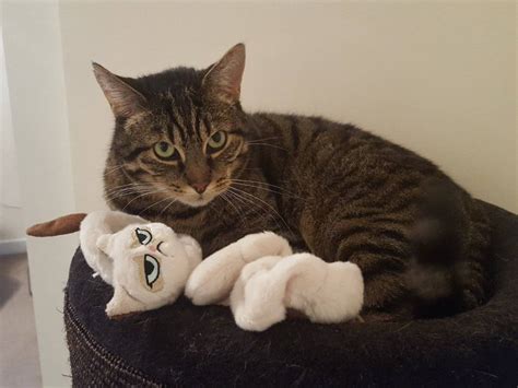 Grumpy Cat Toys And A Not So Grumpy Dirk Katzenworld