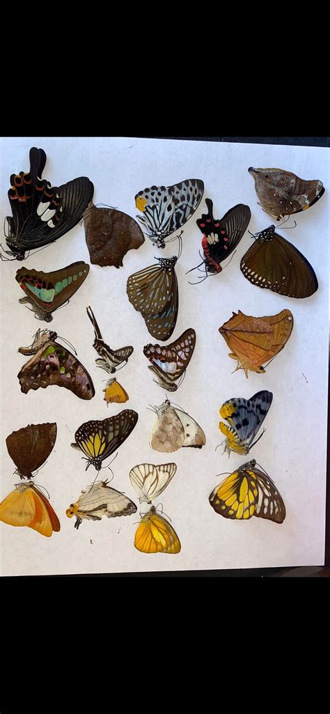 Assorted Bugs Insects Specimen Wholesale Mix Lot Bulk Etsy