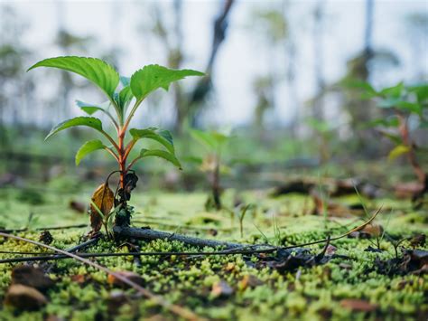 How To Properly Space Trees Shrubs North American Tree Service