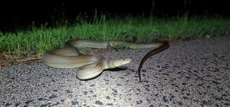 Liasis Olivaceus — Vikipediya