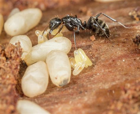 Eastern Black Carpenter Ant Worker In Nest With Eggs And Photograph By
