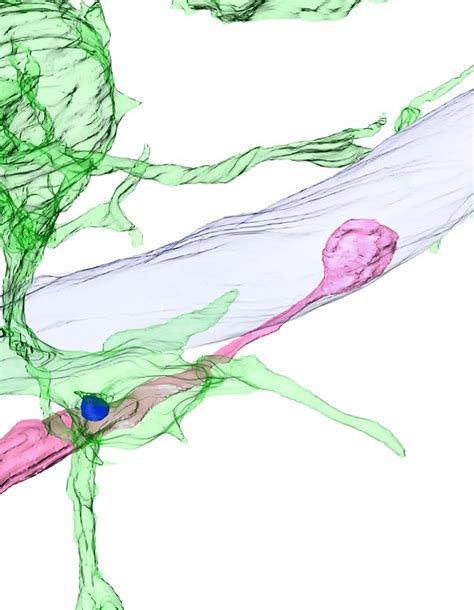 “eat Me” Signal Discovered In Synaptic Pruning And Maturation Of New