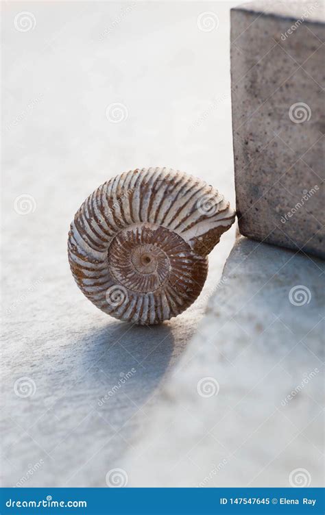 Nautilus Fossil And Ceramic Cube On Stone Slab Stock Image Image Of