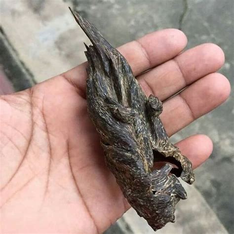 আগর আতর ও আগর গাছ ক্রয় বিক্রয় সেন্টার সুজানগর বড়লেখা Moulvi Bazar