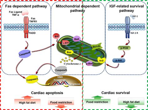 Proposed Hypothesized Diagram Cardiac Fas Receptor Dependent And Download Scientific Diagram