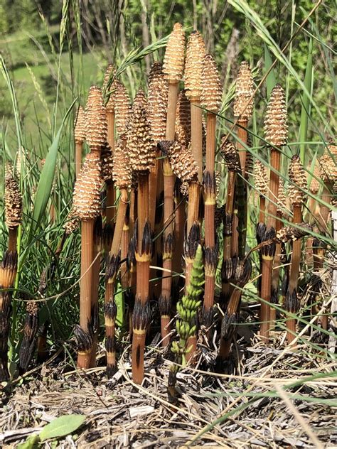 Cavalinha Equisetum Rotulada Chá Cavalinha Herba Equiseth Hiemalis
