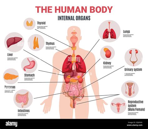 Human Body Internal Organs Schema Flat Infographic Poster With Icons