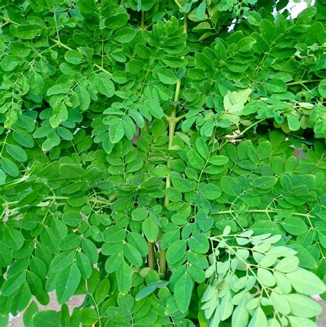Secret Psychology Tips Nawabganj