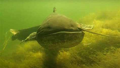 Obrovský Sumec Na Lžíci Bagru Kam Směřujeme Rybáři Inrybarcz