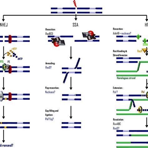Schematic Representation Of The Esx 1 Secretion System A Schematic