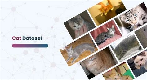 Cat Dataset For Ai Image Recognition Download Now Gtsai