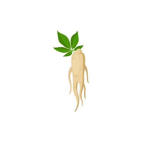 2600개 이상의 인삼 스톡 일러스트 Royalty Free 벡터 그래픽 및 클립 아트 Istock