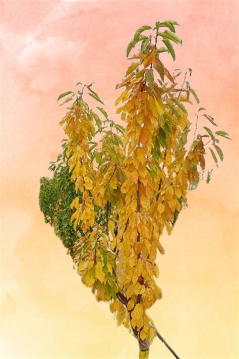 Why Are My Fruit Trees Turning Yellow