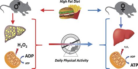 Sex Modulates Hepatic Mitochondrial Adaptations To High Fat Diet And