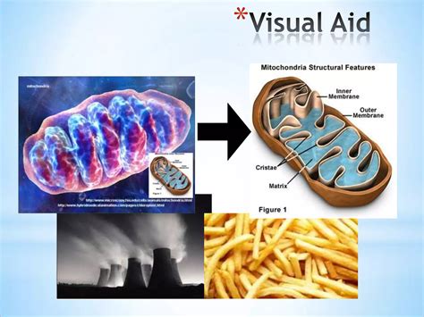 Mitochondria Ppt