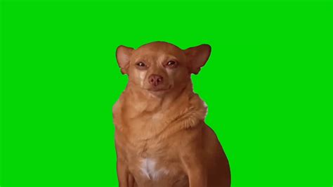 Technologia Memes Download