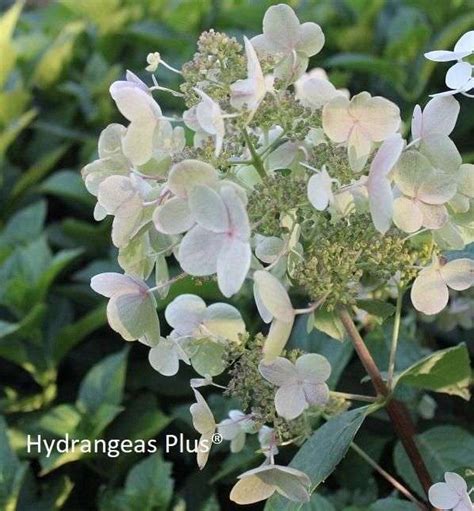 Hydrangea Paniculata Quick Fire® Secret Garden Growers