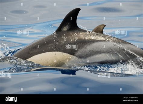 Common Dolphin Delphinus Delphis Porpoising Pico Azores Portugal