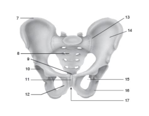 Pelvic Girdle Diagram Quiz