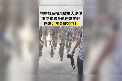 狗狗想玩喷泉被主人逮住，看到狗狗身形网友笑翻：不会被冲飞？狗狗身形网友
