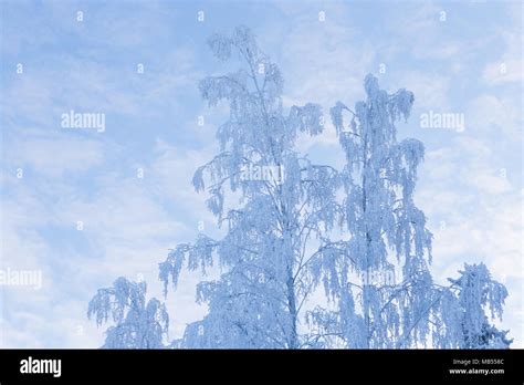 Trees Covered In Snow Stock Photo Alamy