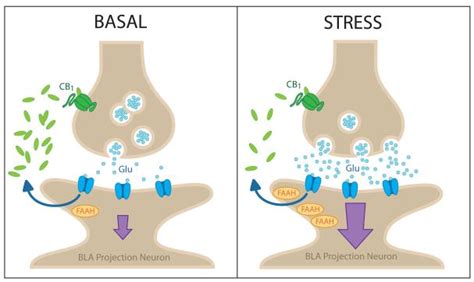 Endocannabinoid Signaling Glucocorticoid Mediated Negative Feedback And Regulation Of The Hpa