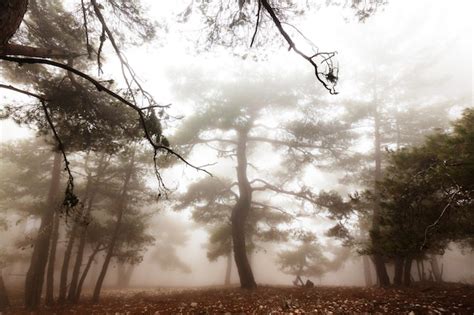 Premium Photo Magic Misty Forest